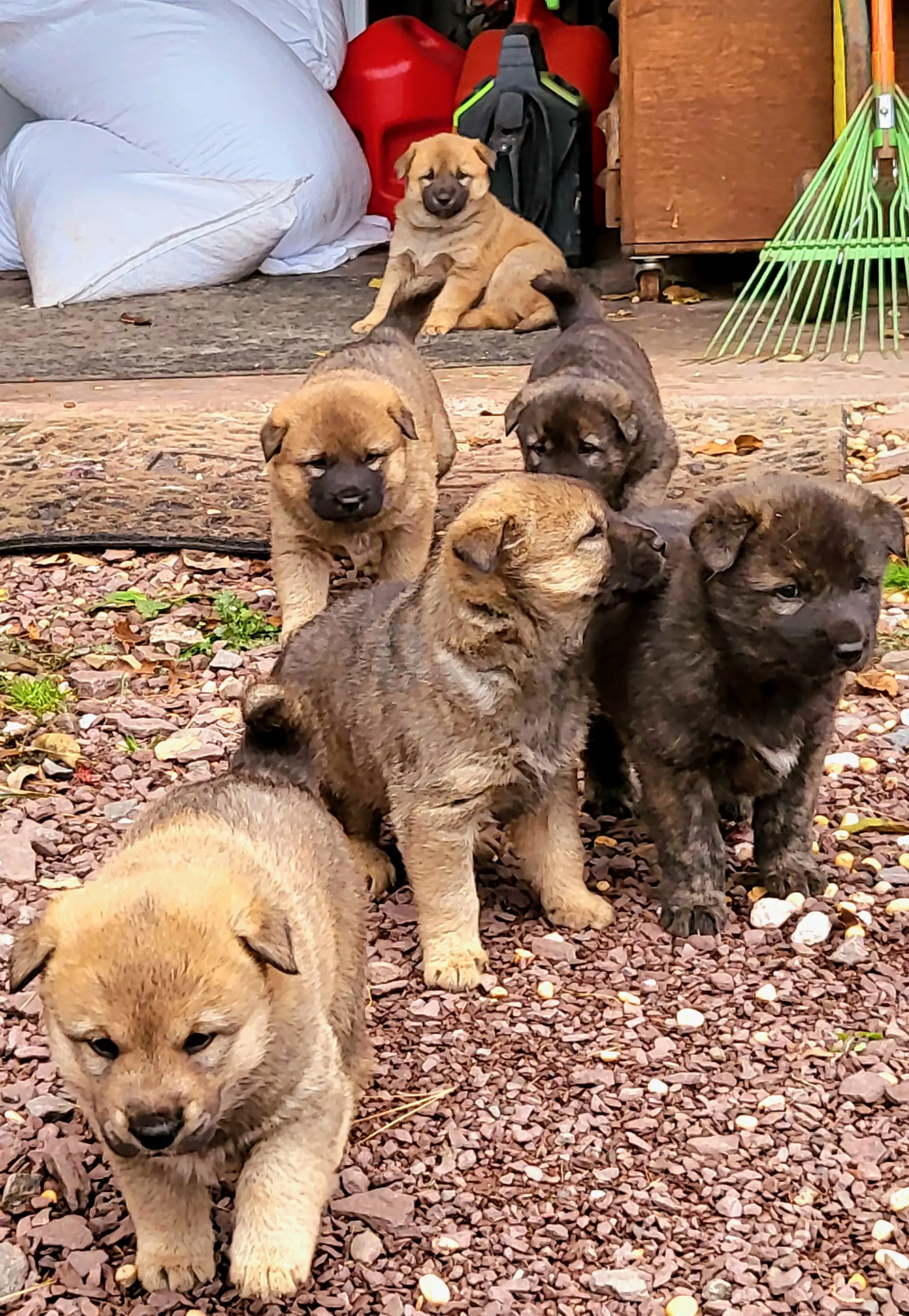 진도 순종 강아지