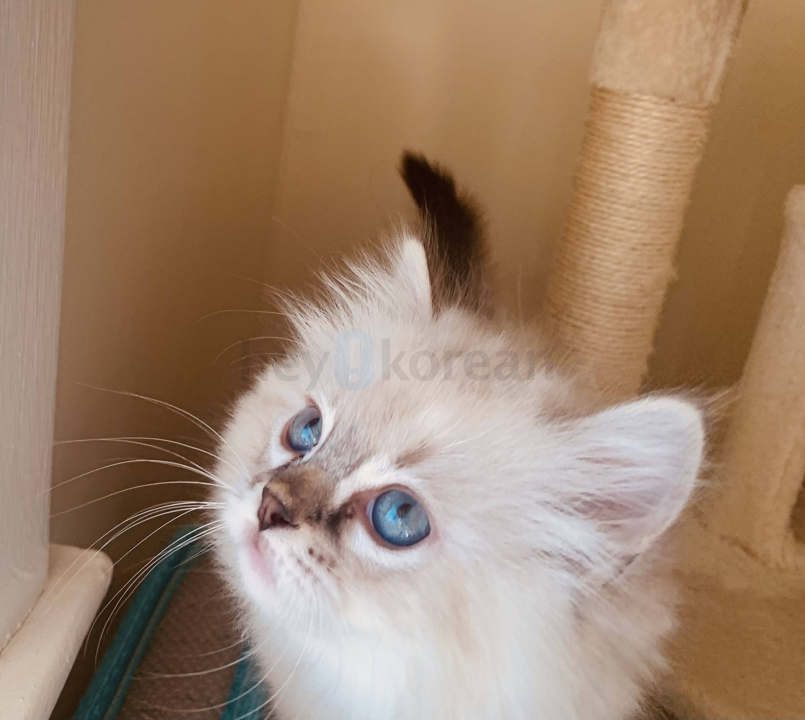 순종 렉돌 아기 고양이(Ragdoll Kittens Rehome)