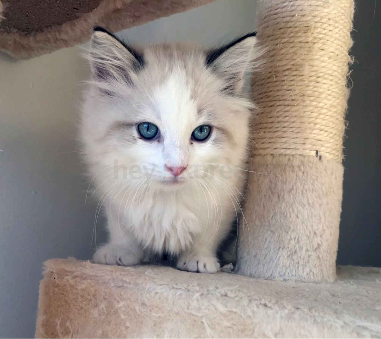 순종 렉돌 아기 고양이(Ragdoll Kittens Rehome)