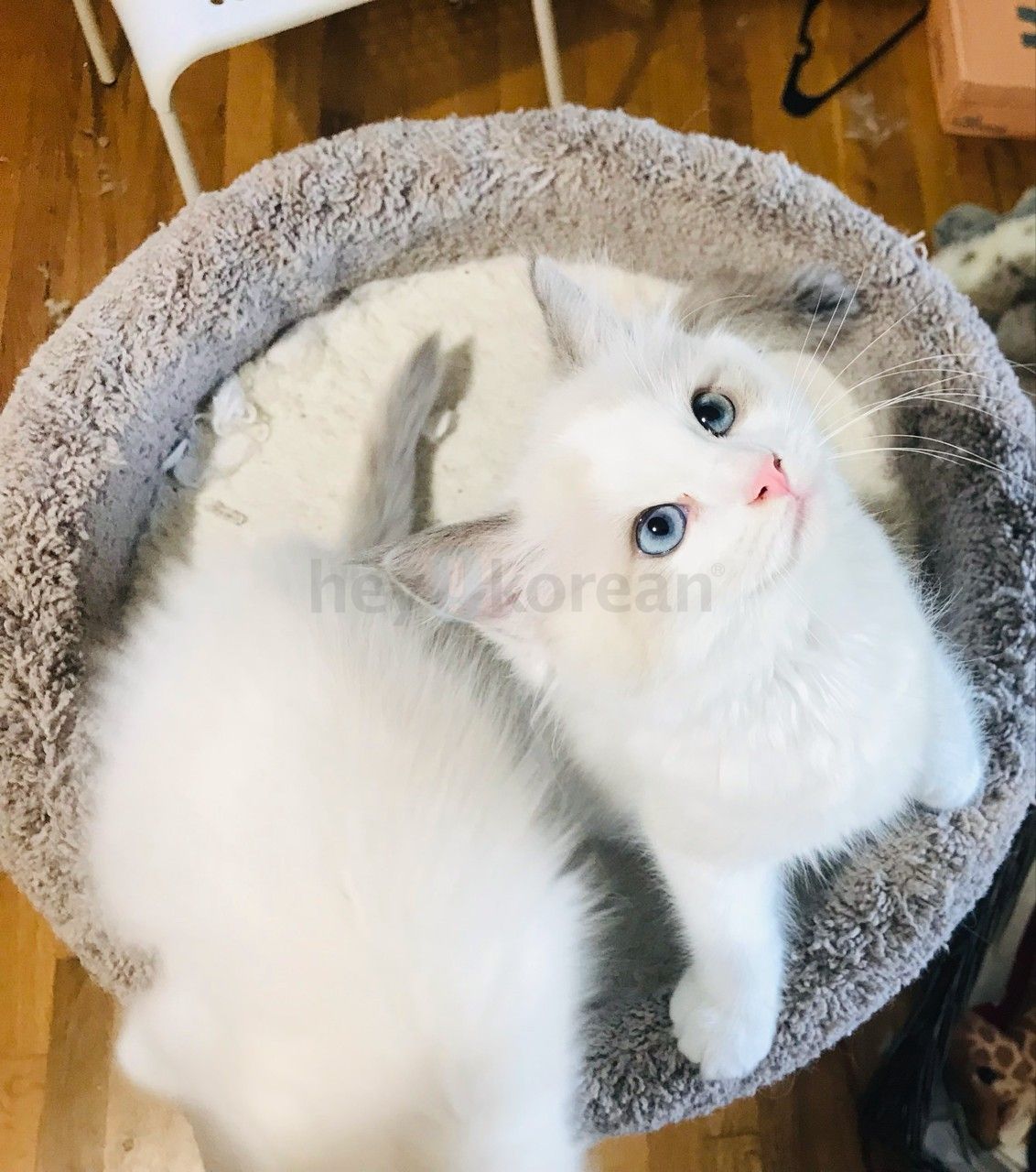 순종 렉돌 아기 고양이(Ragdoll Kittens Rehome)