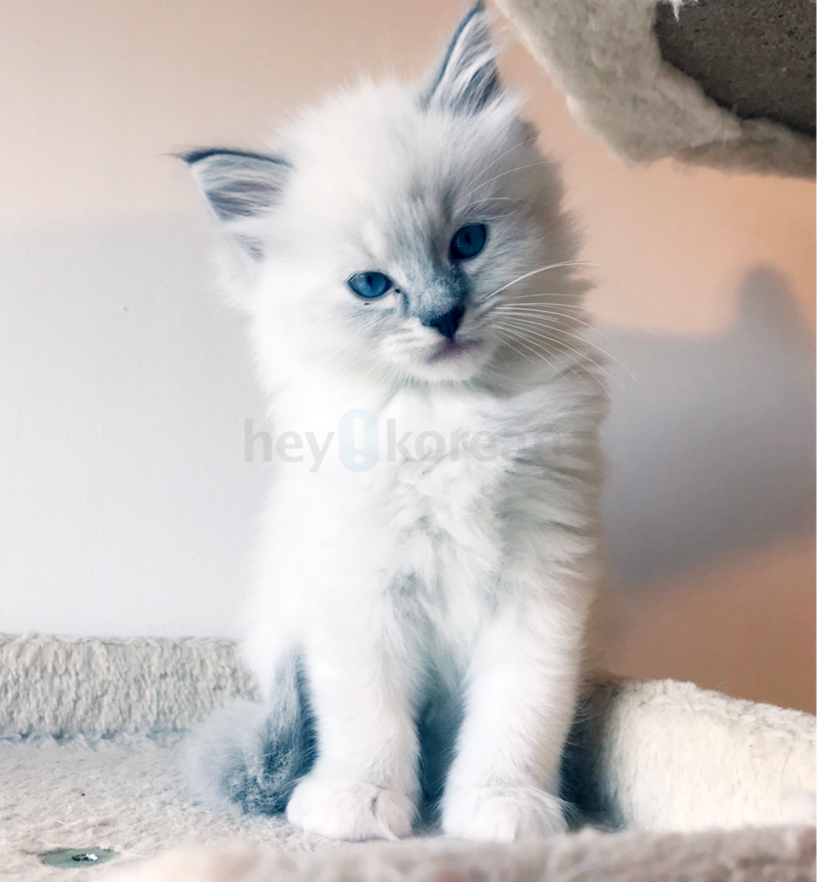 순종 렉돌 아기 고양이(Ragdoll Kittens Rehome)