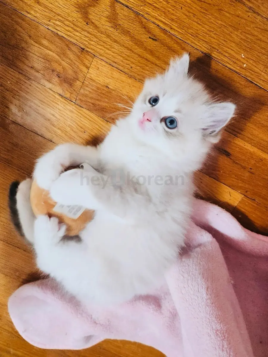 순종 렉돌 아기 고양이(Ragdoll Kittens Rehome)