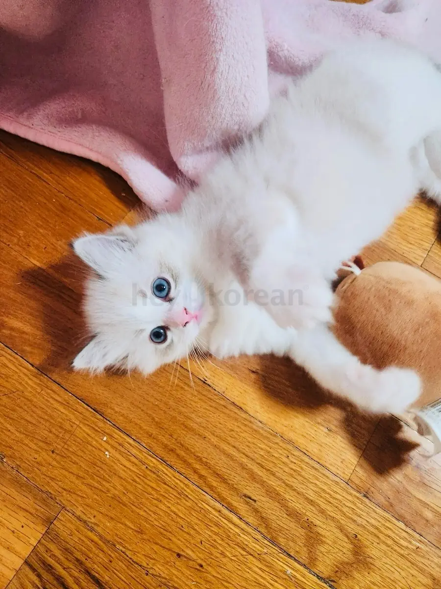 순종 렉돌 아기 고양이(Ragdoll Kittens Rehome)