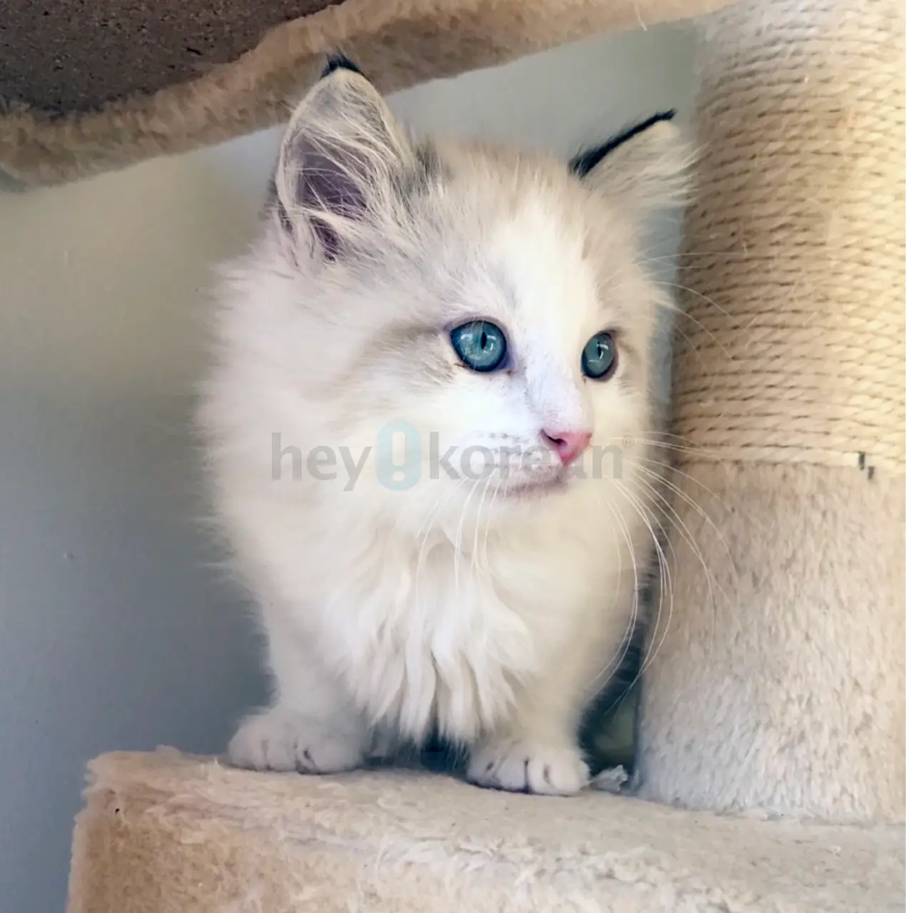 순종 렉돌 아기 고양이(Ragdoll Kittens Rehome)