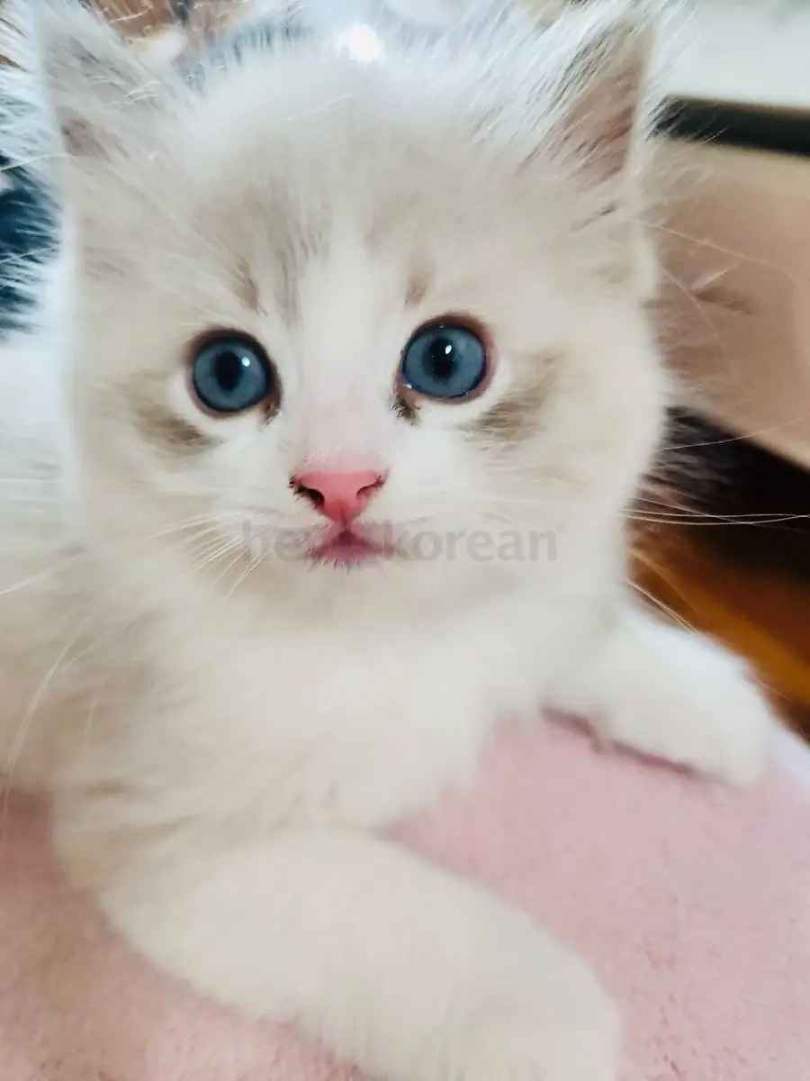 순종 렉돌 아기 고양이(Ragdoll Kittens Rehome)