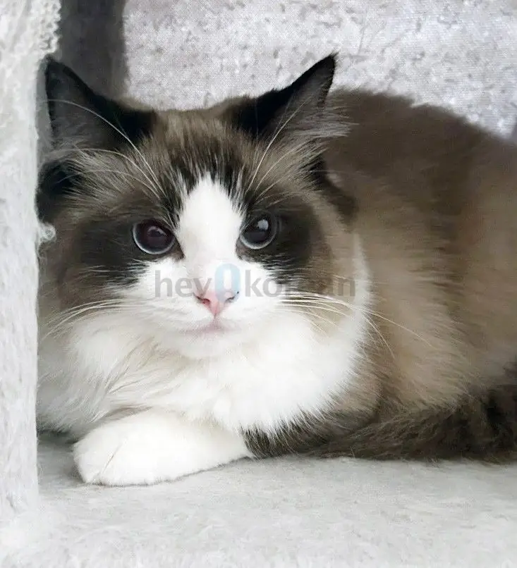 순종 렉돌 아기 고양이(Ragdoll Kittens Rehome)