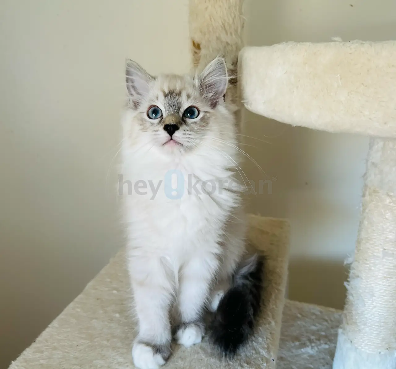 순종 렉돌 아기 고양이(Ragdoll Kittens Rehome)