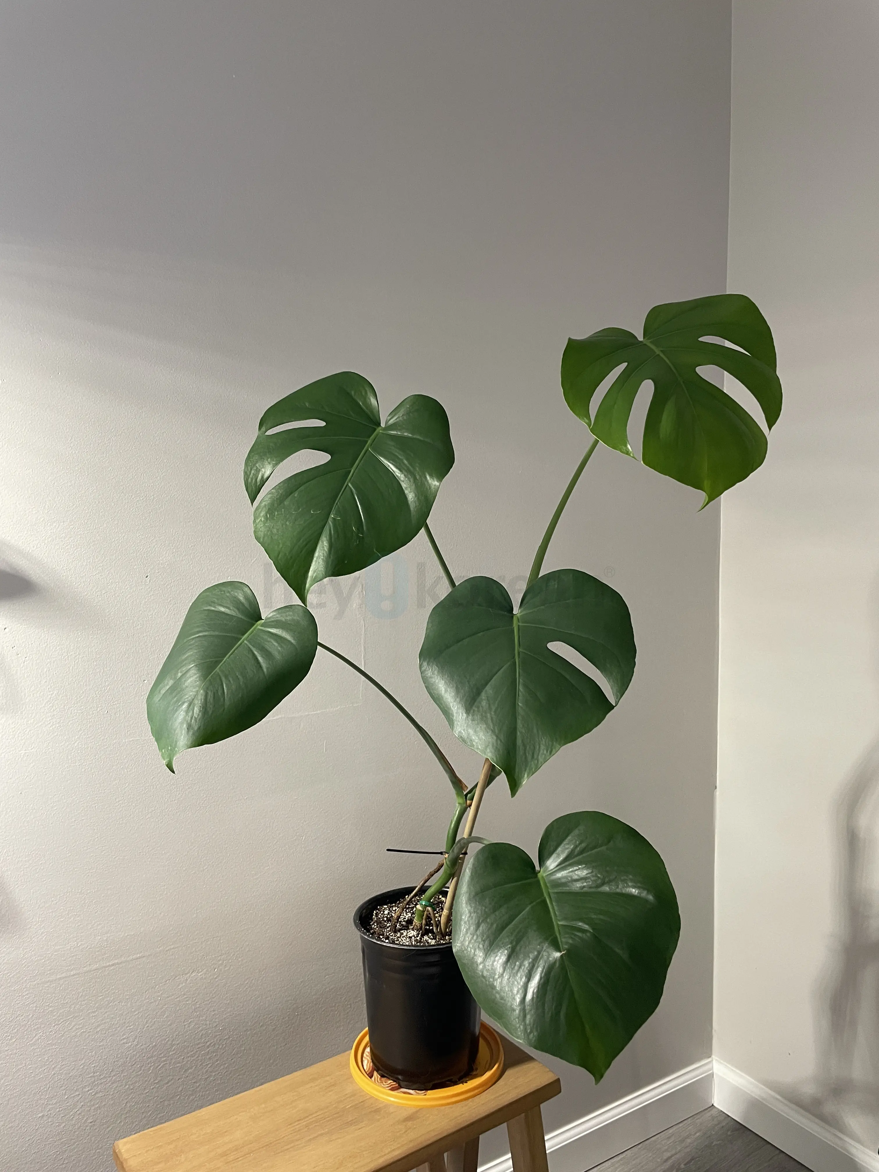 몬스테라 Monstera Plant