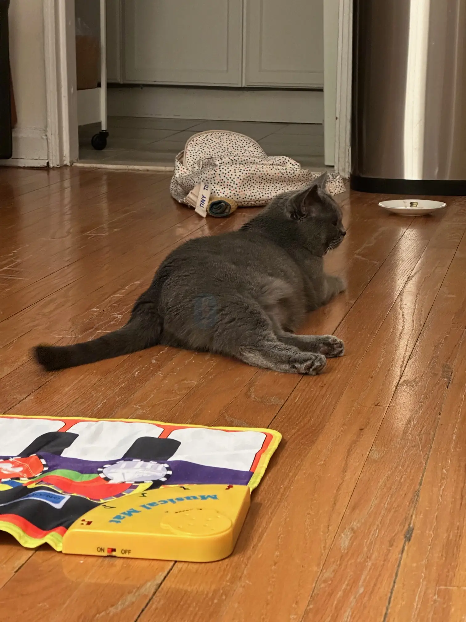 브리티시 숏헤어 REHOMING