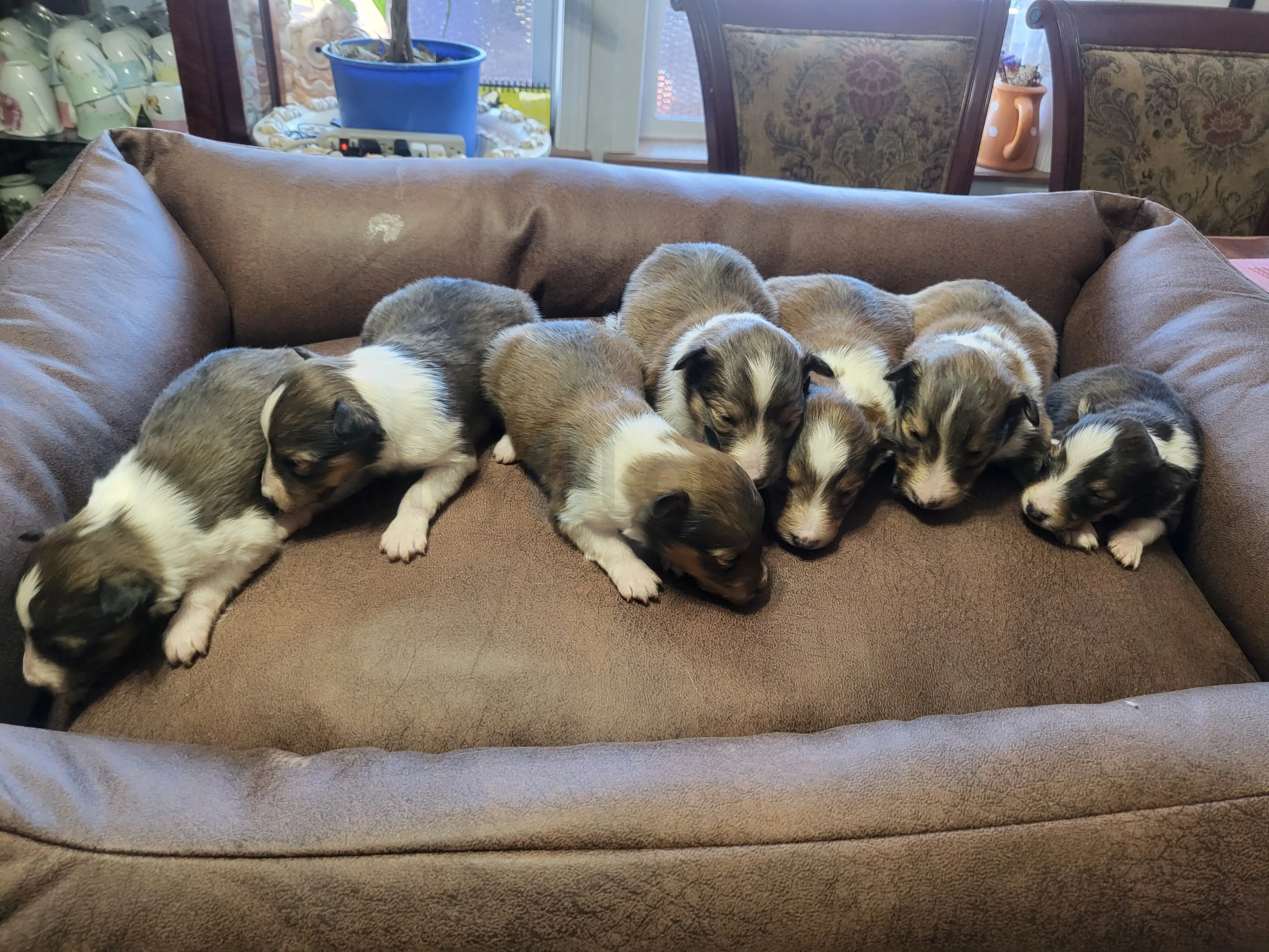 Shetland ship puppies 미니콜리