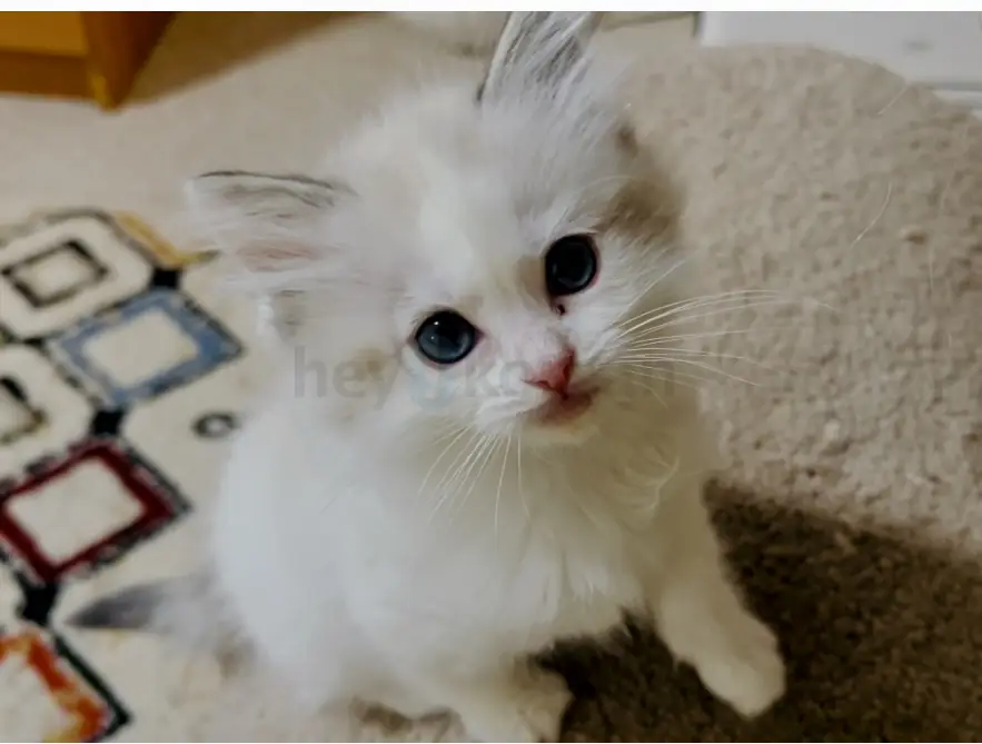 순종 렉돌 고양이(Ragdoll kittens Rehome)