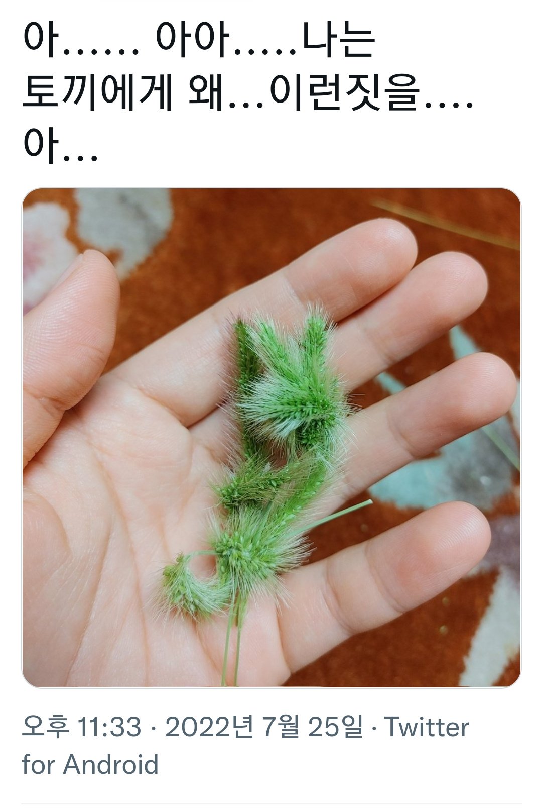 강아지풀 토끼 만들었다 육체도 만들어줄게